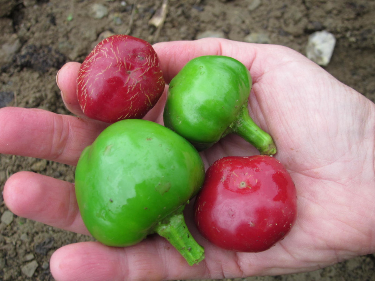 Fireball Hot Pepper - Fedco Seeds