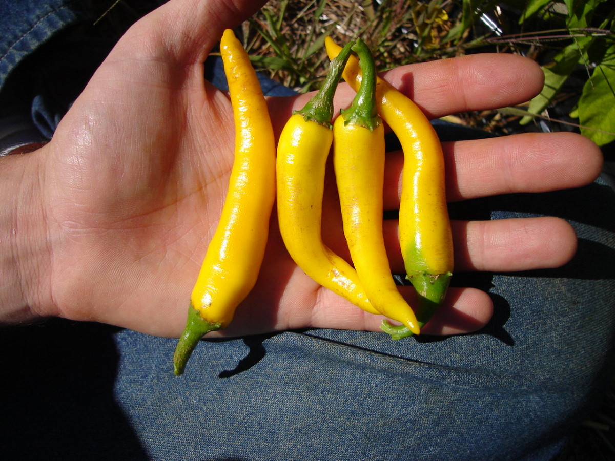 Ho Chi Minh Eco Hot Pepper - Fedco Seeds