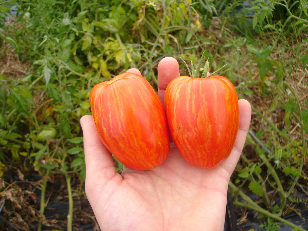 Speckled Roman Organic Paste Tomato - Fedco Seeds