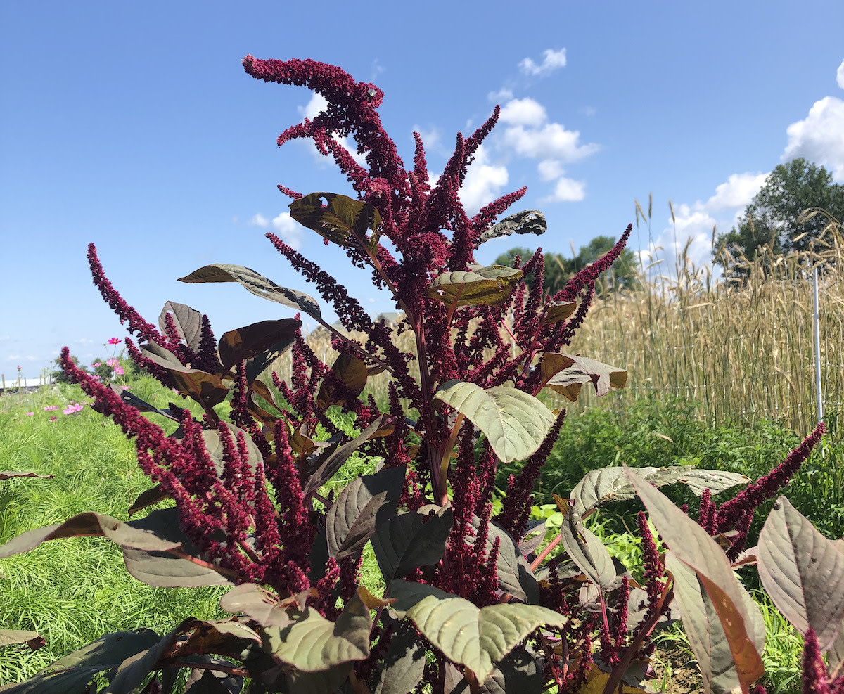 Red Calaloo Specialty Green - Fedco Seeds