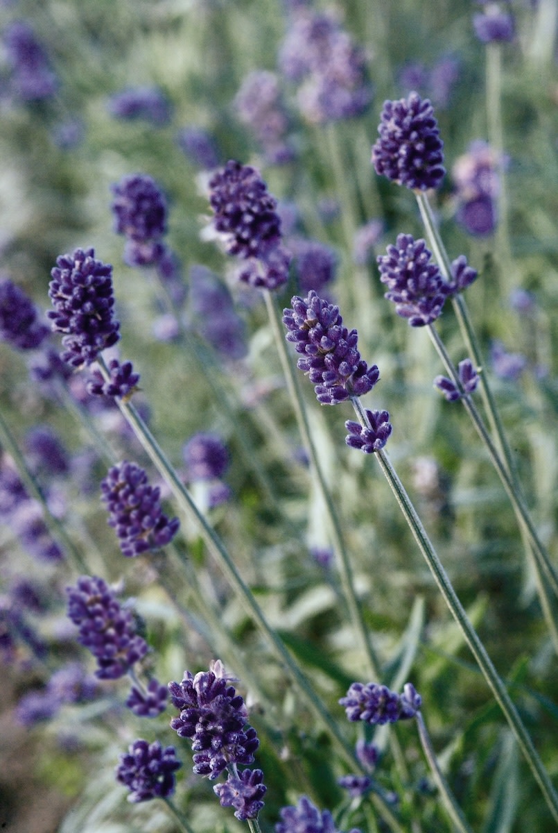 Vicenza Blue Lavender - Fedco Seeds