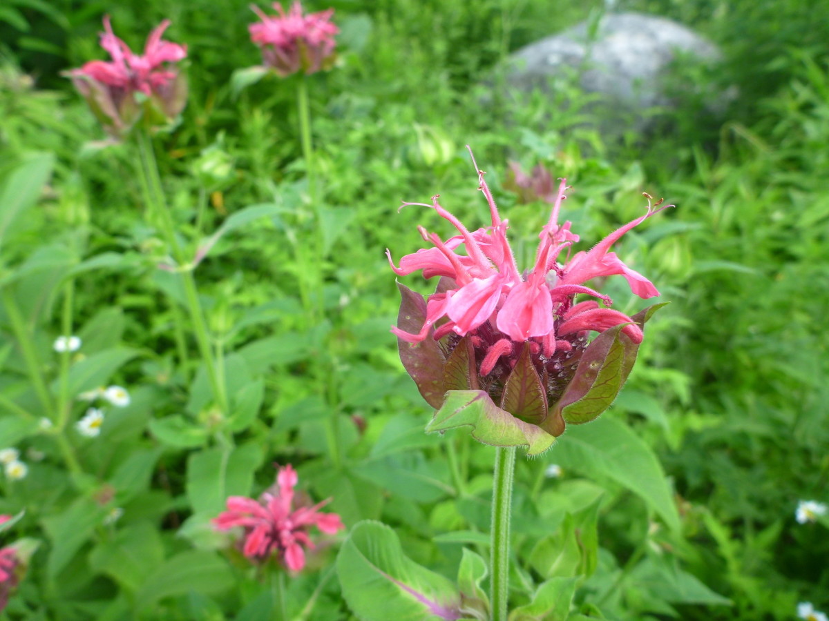 Panorama Red Bee Balm - Fedco Seeds