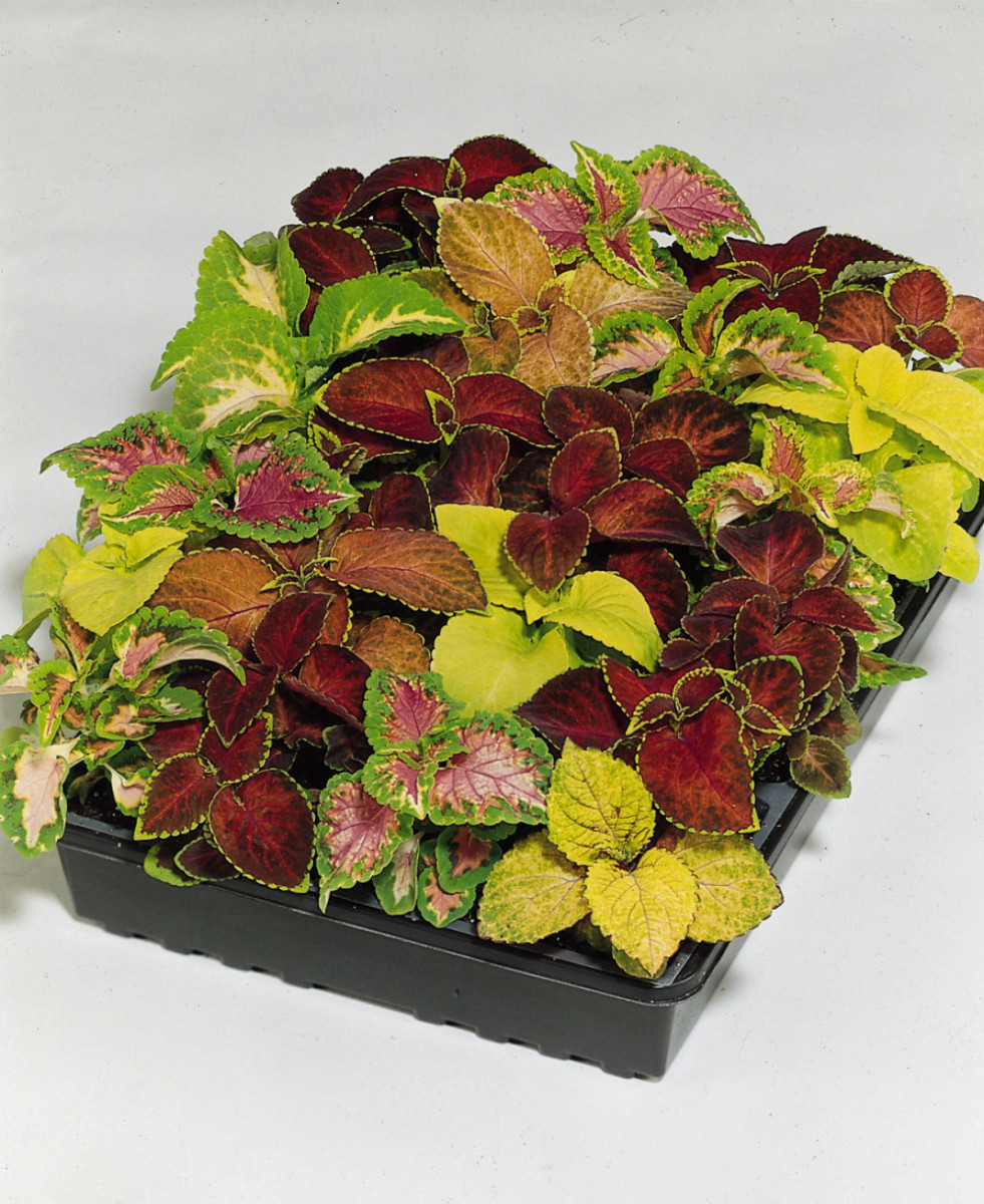 Wizard Coleus - Fedco Seeds