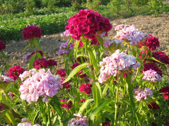 Double Choice Mix Sweet William Dianthus - Fedco Seeds
