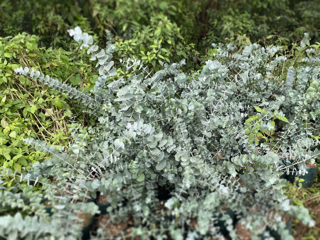 Silver Dollar Eucalyptus - Fedco Seeds
