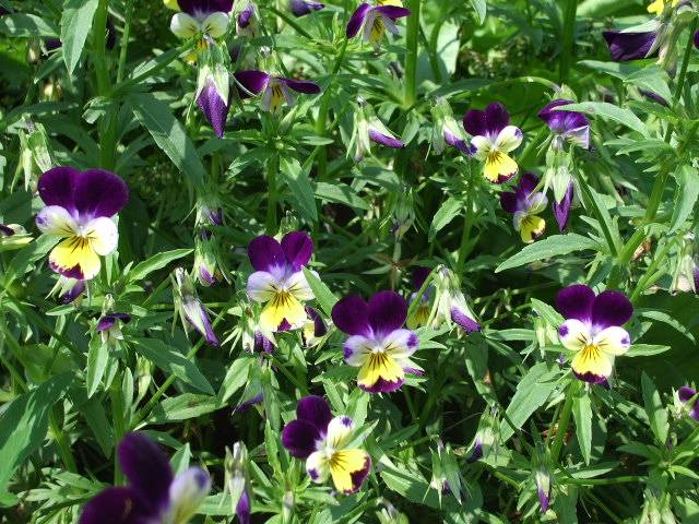 Helen Mount Johnny-Jump-Up - Fedco Seeds