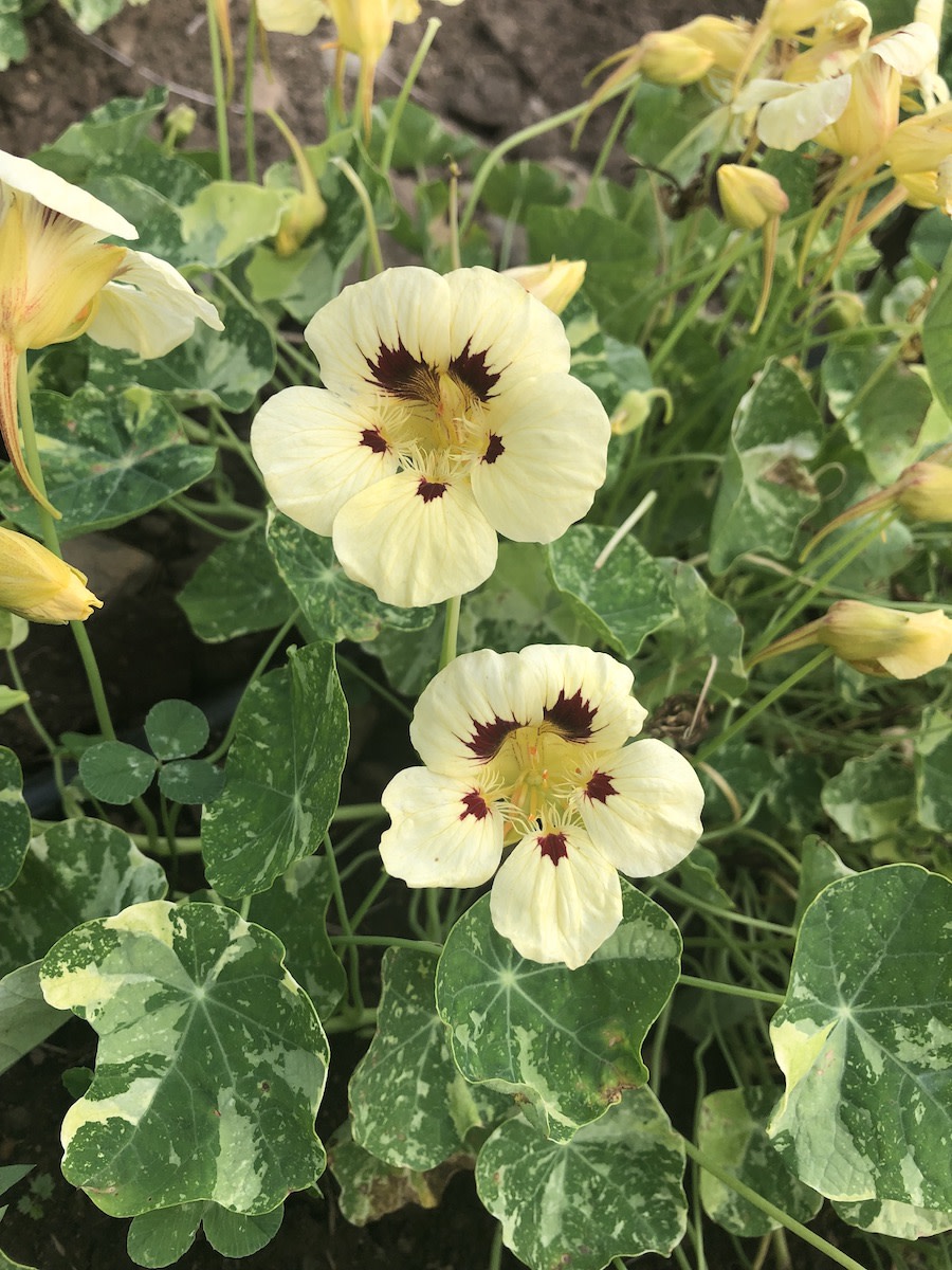 Cream Troika Nasturtium - Fedco Seeds