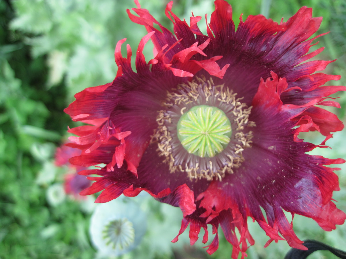Drama Queen Organic Poppy - Fedco Seeds