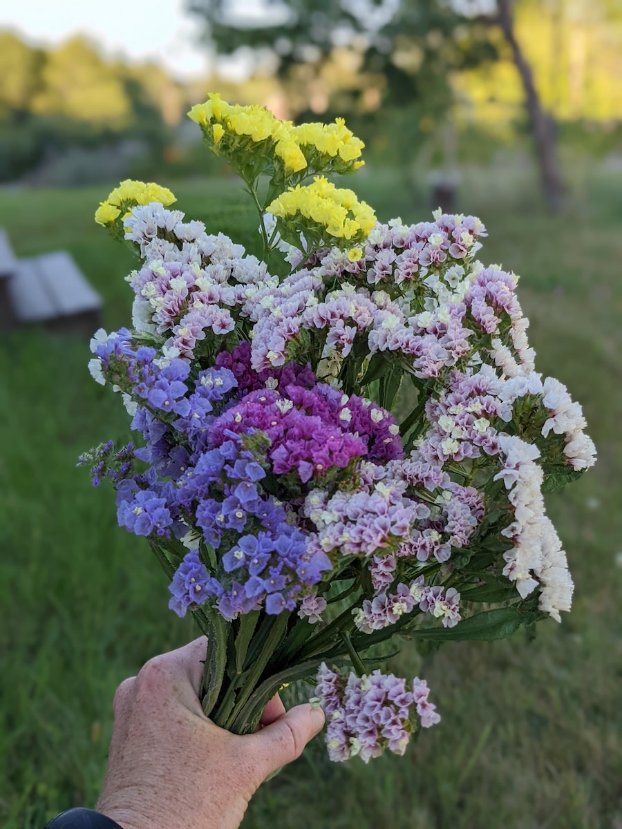 Mixed Colors Statice - Fedco Seeds