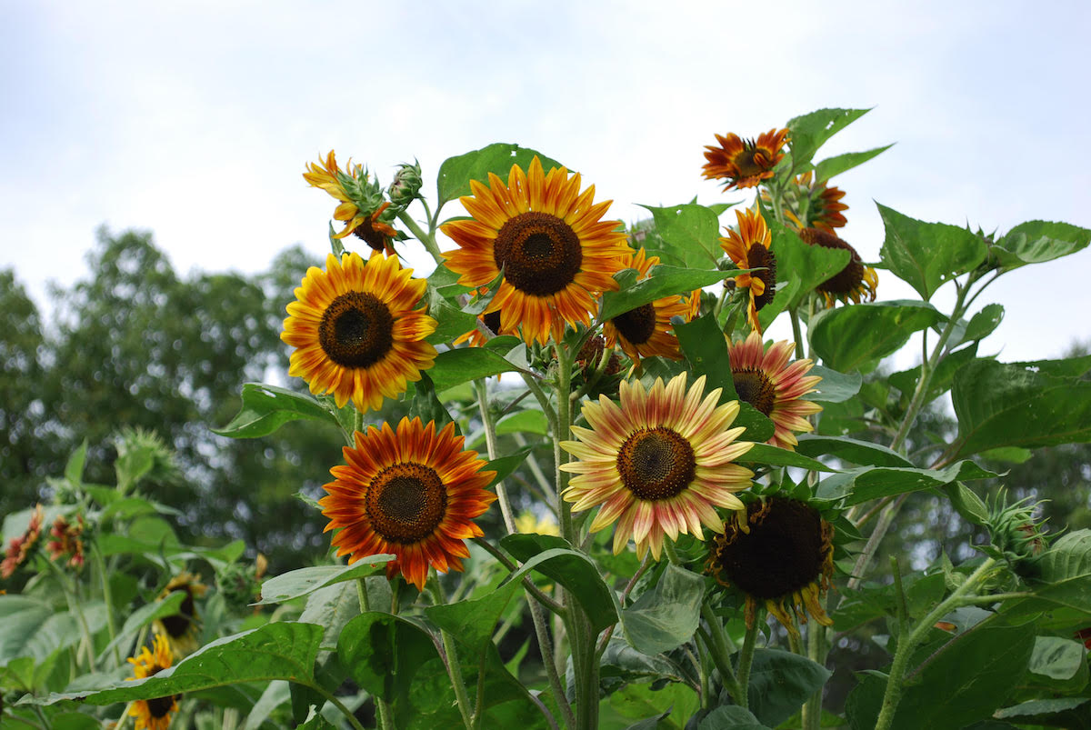 Evening Sun Organic Sunflower - Fedco Seeds