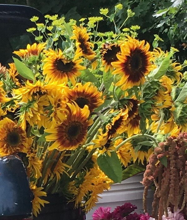 The Joker Sunflower - Fedco Seeds