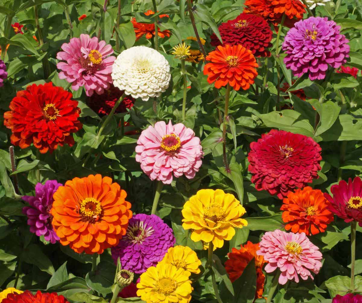 Gold Medal Mix Zinnia - Fedco Seeds