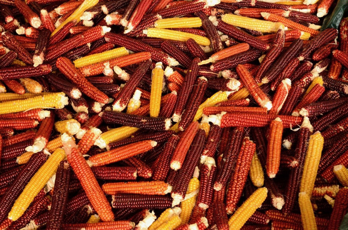 Cascade Ruby-Gold Flint Corn Organic - Fedco Seeds