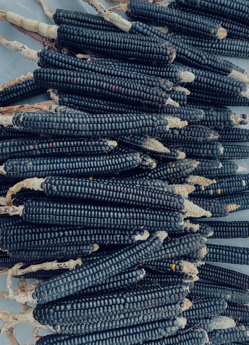 Blue Mountain Organic Flint Corn - Fedco Seeds