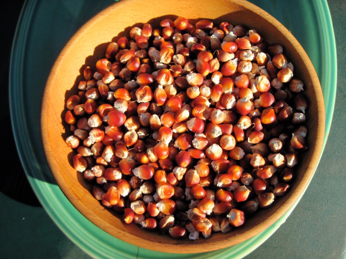 Floriani Red Flint Corn Organic - Fedco Seeds
