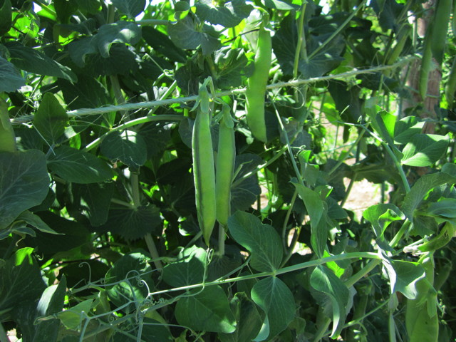 Alderman Shell Pea - Fedco Seeds