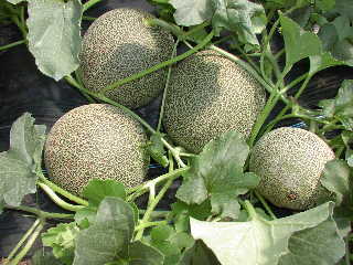 Arava Organic Galia-type Melon - Fedco Seeds