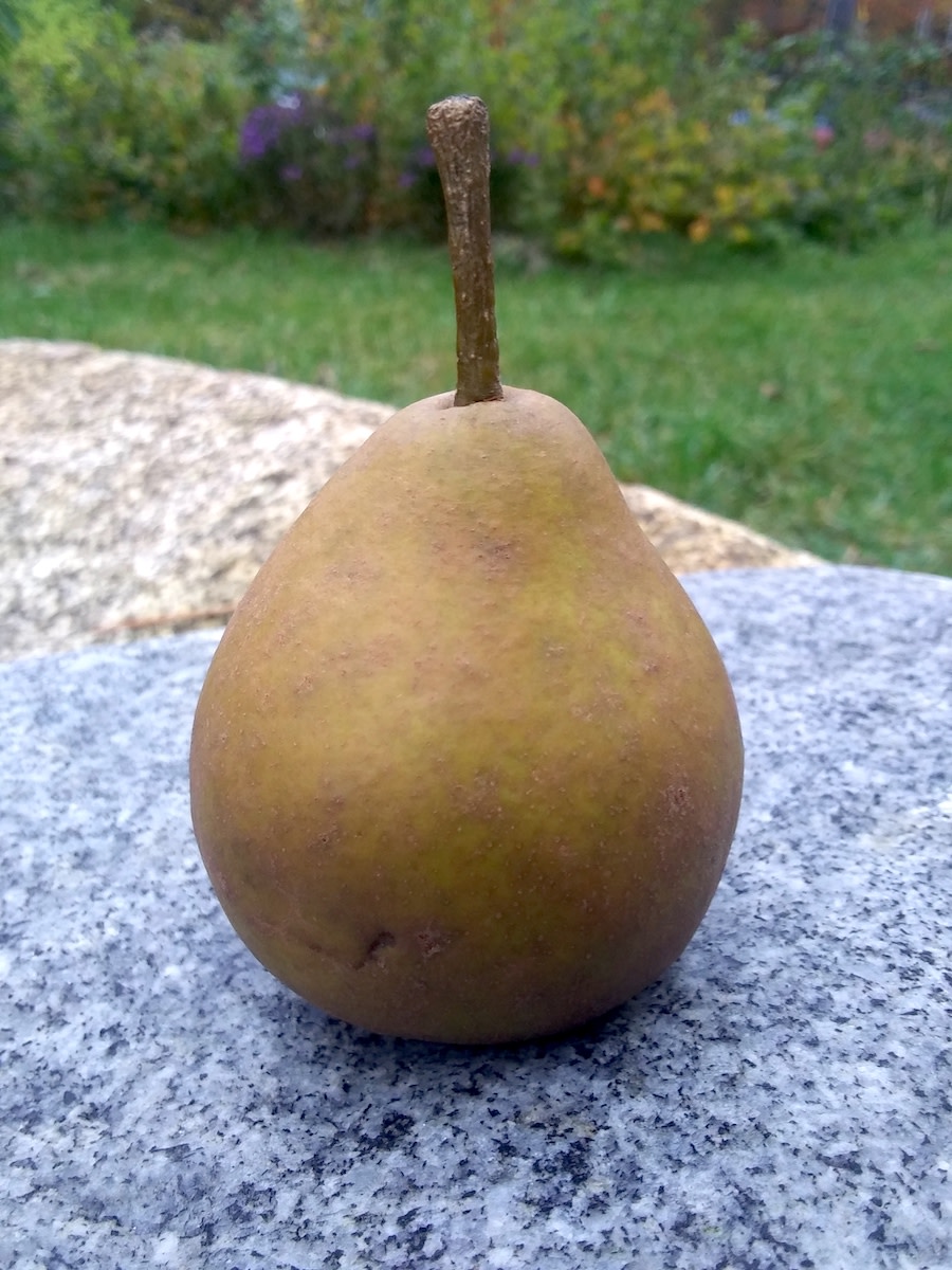 Buffum European Pear Fedco Seeds