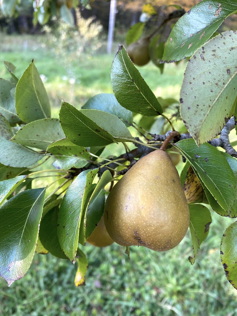 Dana Hovey European Pear Fedco Trees