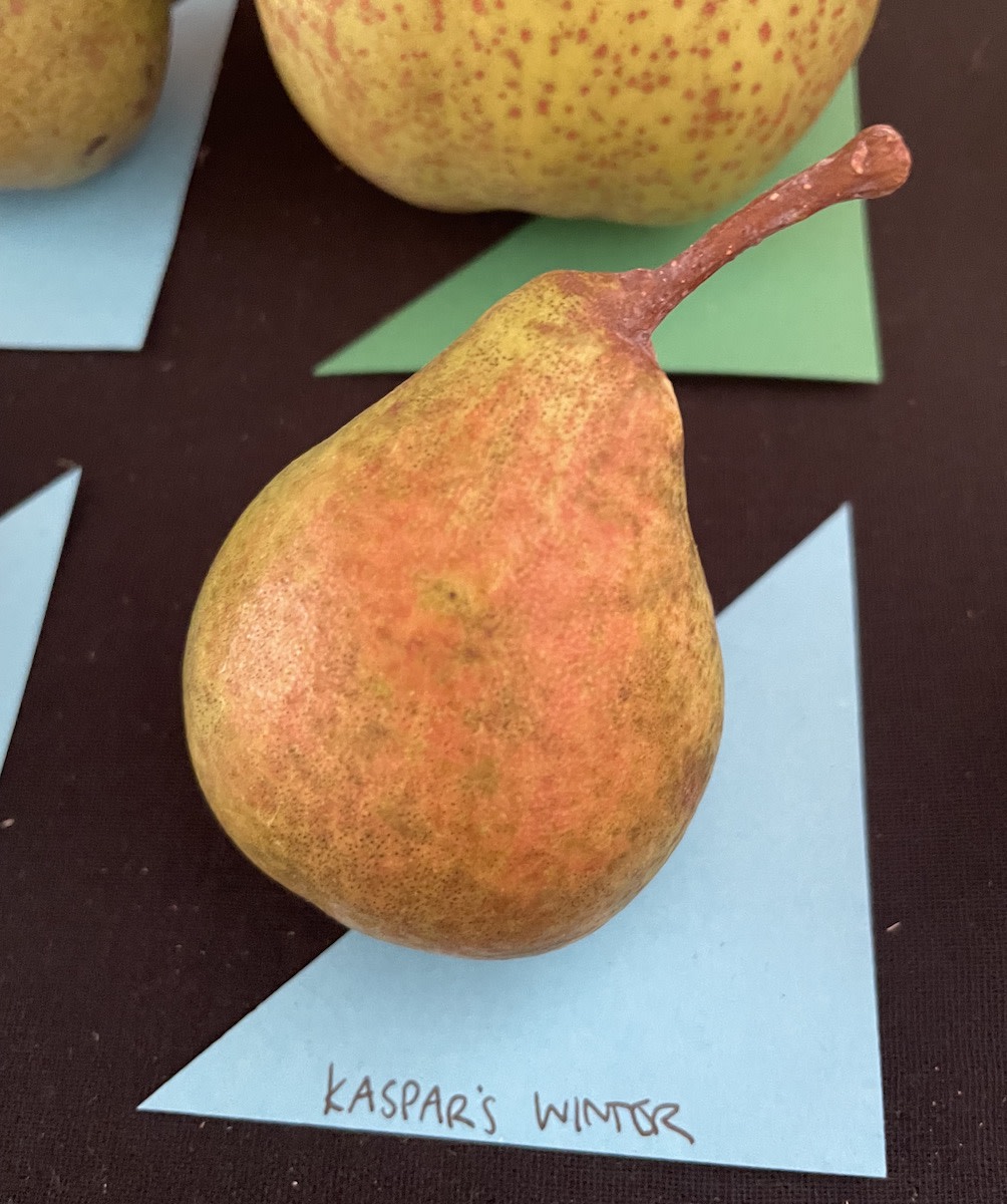 Kaspars Winter European Pear Fedco Seeds