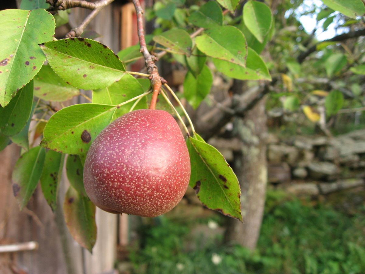Seckel European Pear Fedco Trees