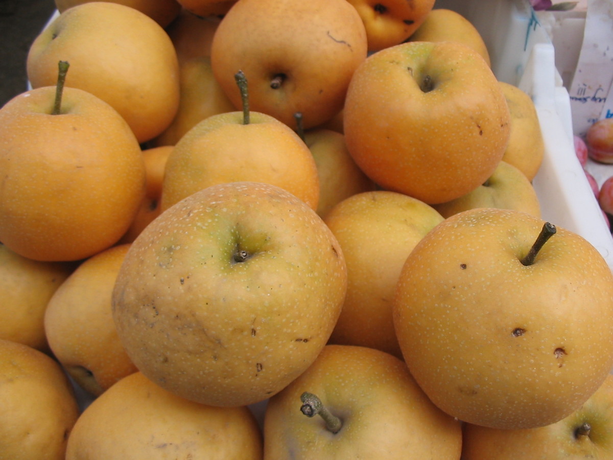 Shinko Asian Pear Fedco Trees