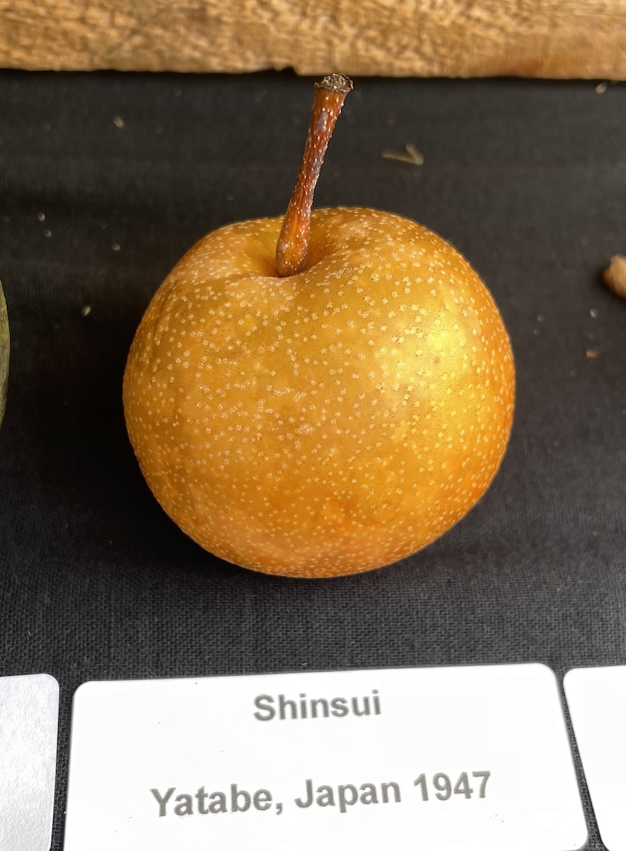 Shinsui Asian Pear Fedco Trees