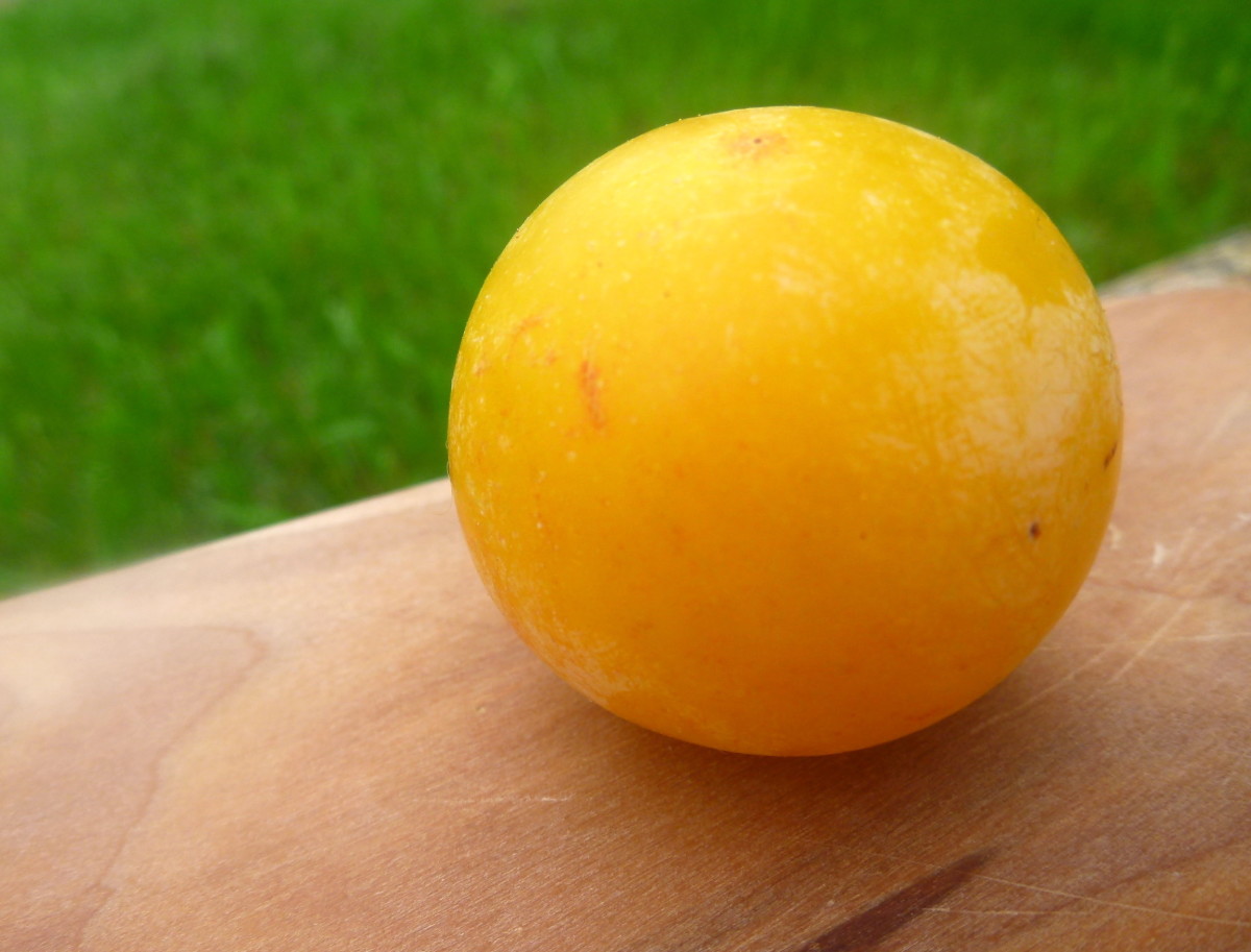 La Crescent Hybrid Plum Fedco Trees