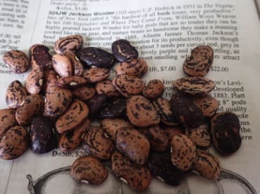 Jackson Wonder Lima Bean - Fedco Seeds