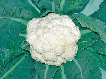 Charming Snow Cauliflower - Fedco Seeds