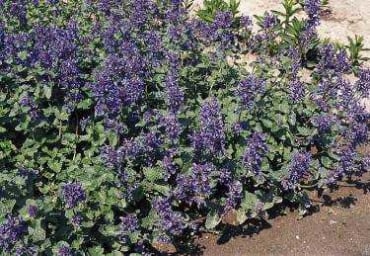 Persian Catmint - Fedco Seeds