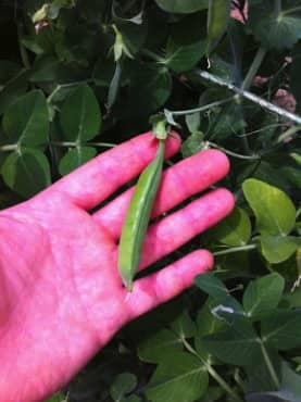 Lincoln Shell Pea - Fedco Seeds