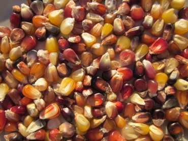 Calico Popcorn - Fedco Seeds