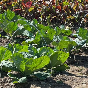 74" Galvanized Wire Hoops - Organic Growers Supply