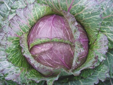 Deadon Organic Savoy Cabbage - Fedco Seeds