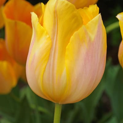 Jimmy Triumph Tulip - Fedco Seeds