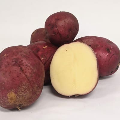 Potato Seed Potatoes - Fedco Seeds