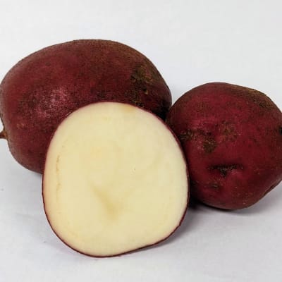 Potato Seed Potatoes - Fedco Seeds