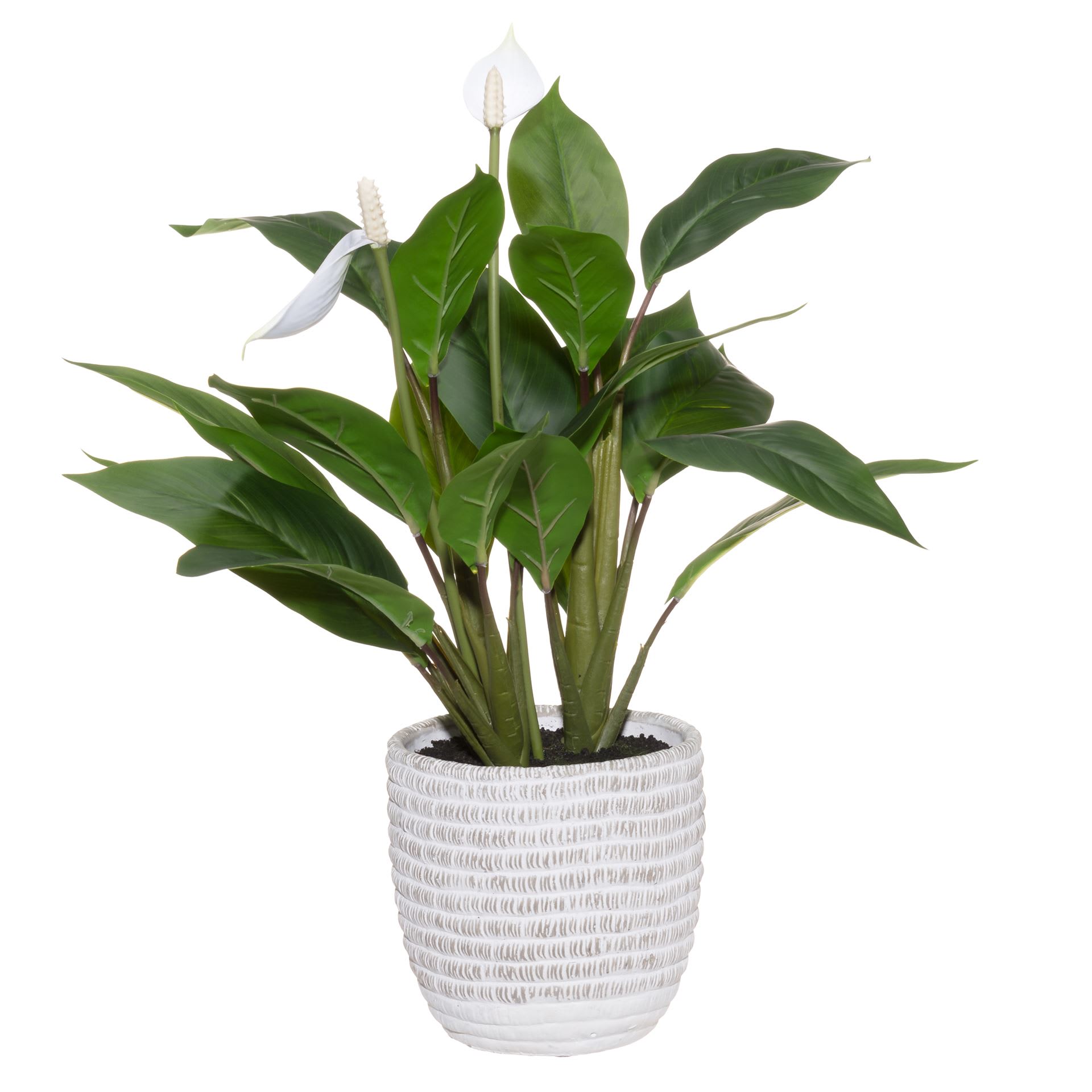 Plante Fredslilje i potte Festival.no