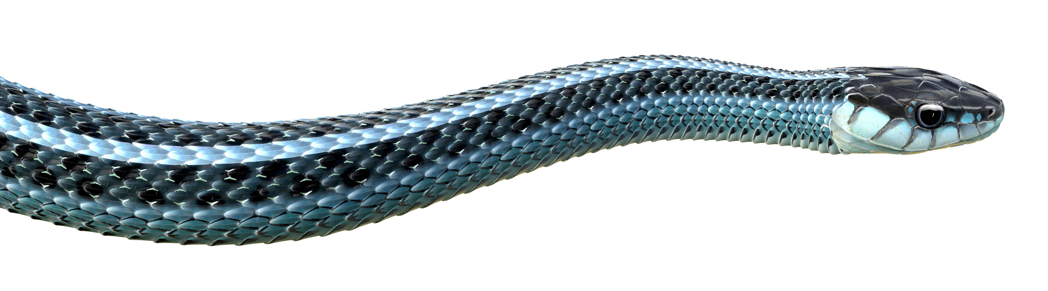 Blue Axanthic Plains Garter Snake