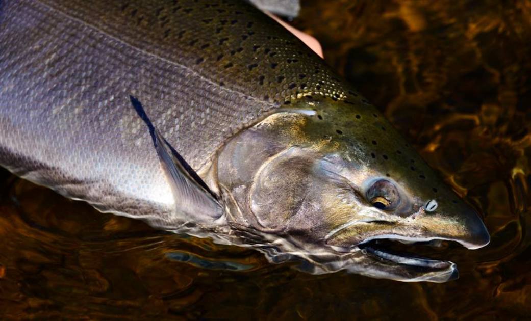 Fish with The Douglaston Salmon Run | Fin & Field