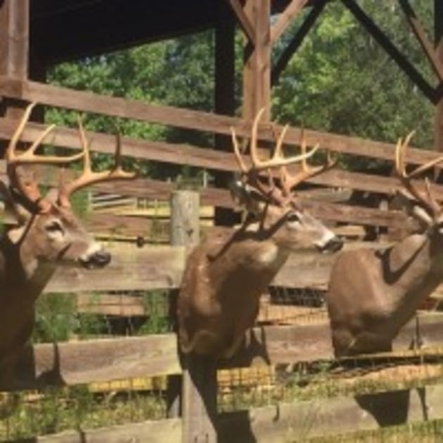 Hunt with South Fork Hunting Preserve | Fin & Field