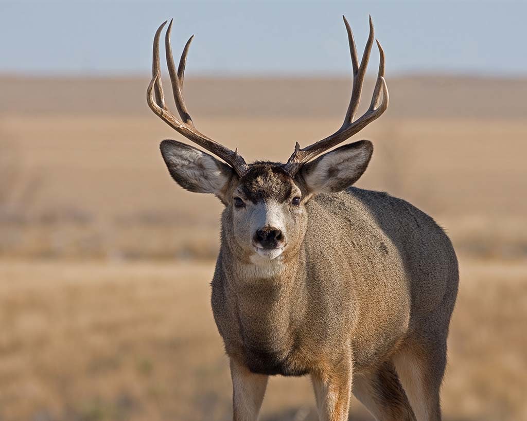 Mule Deer Hunting Fin Field