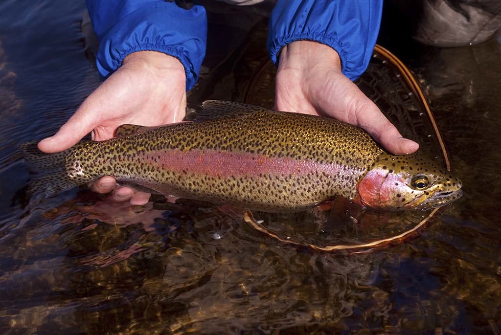 Rainbow Trout (Steelhead) Fishing | Fin & Field