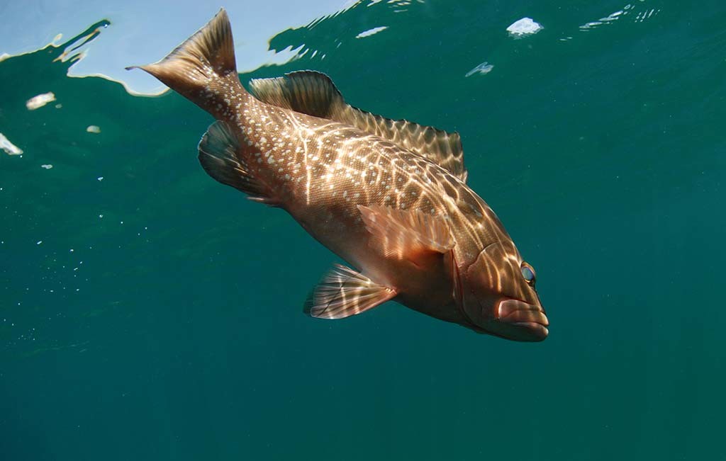 Grouper Fishing | Fin & Field