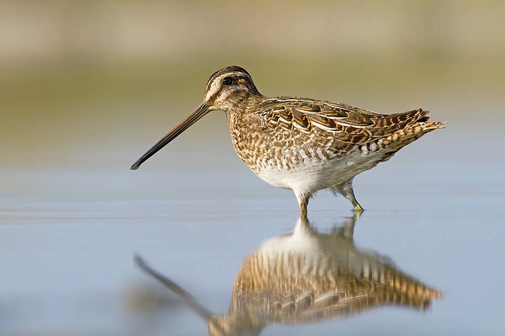 Snipe Hunting | Fin & Field