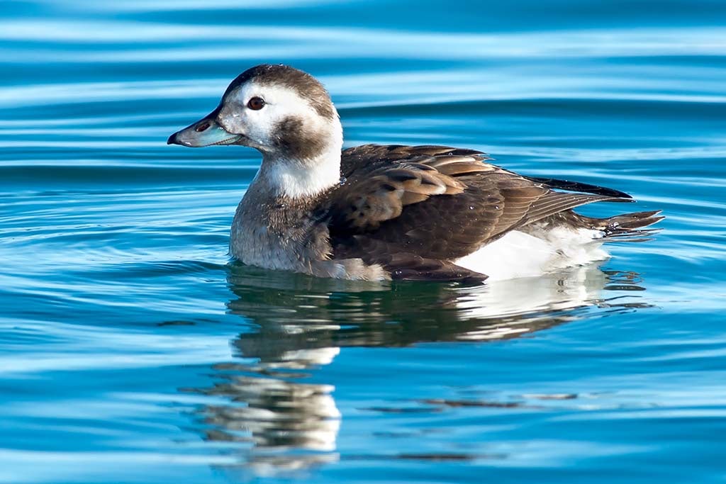 Sea Duck Hunting | Fin & Field