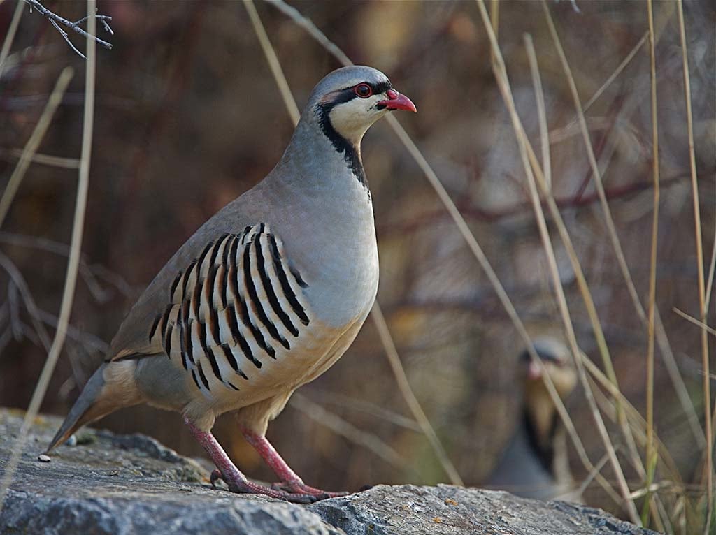 Chukar Hunting | Fin & Field