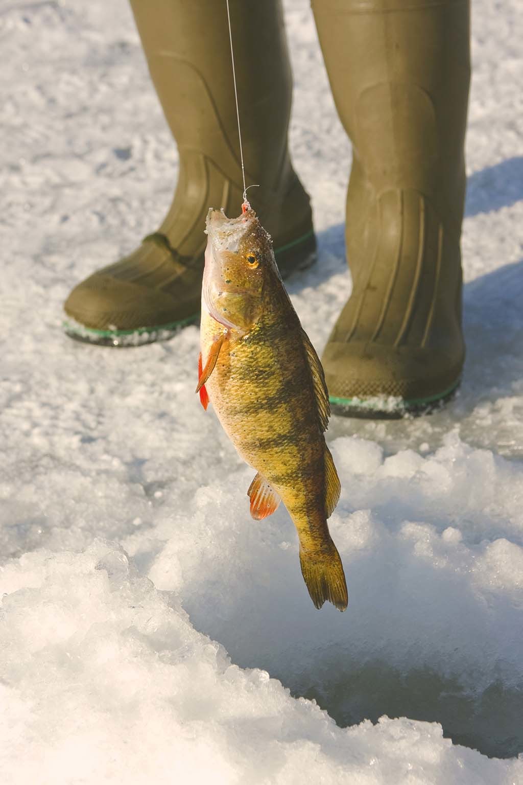 Yellow Perch Fishing | Fin & Field