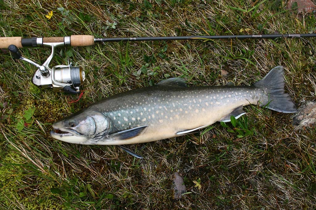 Arctic Char Fishing | Fin & Field